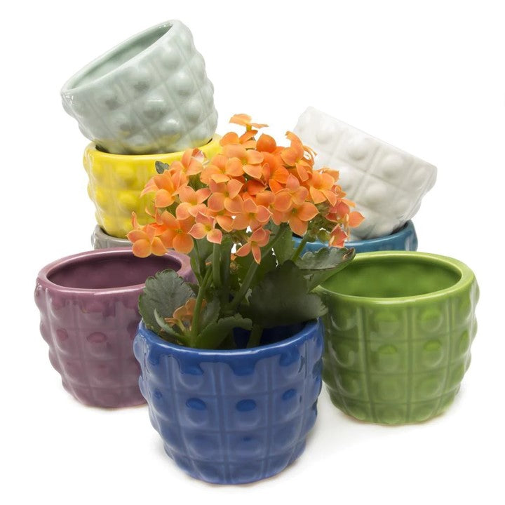 Convex Pot and Saucer - Assorted - 3in