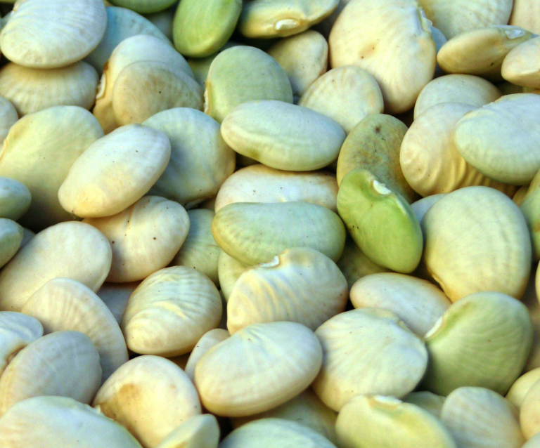 SESE: Bean: Thorogreen Cangreen Bush Lima Seeds