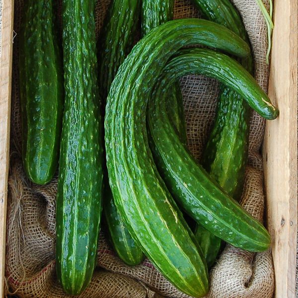 Chinese Cucumber Growing Chinese Snake Cucumbers Seeds Seeds